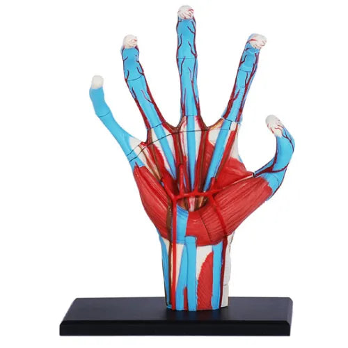 4D Human Hand Anatomy Model – SchoolSupportServices