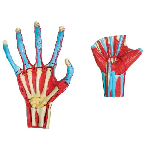 4D Human Hand Anatomy Model – SchoolSupportServices